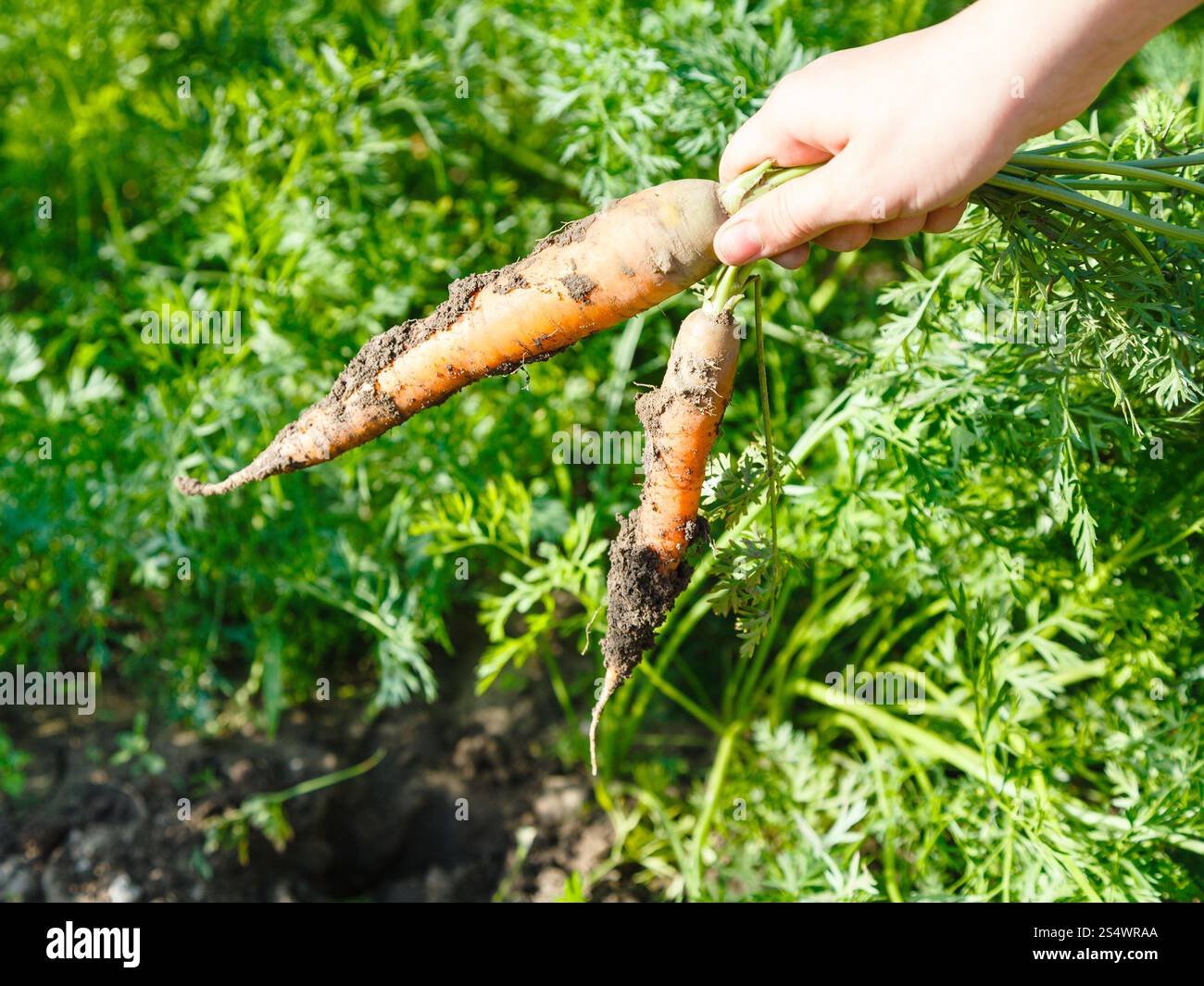 harvesting - Two picked carrots in hand and garden bed on background ...