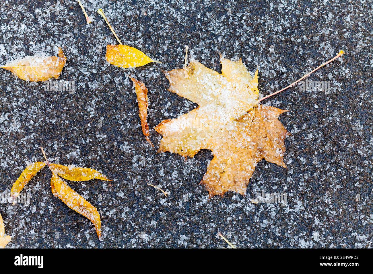 Frozen leaves on asphalt hi-res stock photography and images - Alamy