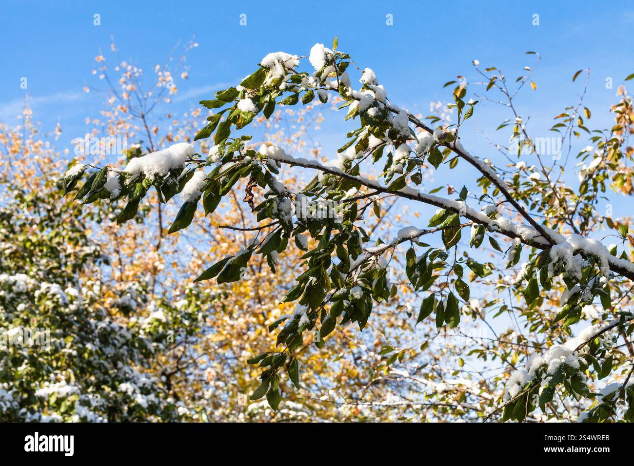 Snow on green blue hi-res stock photography and images - Alamy