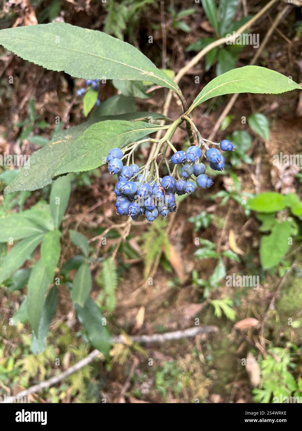 Anti-febrile Dichroa (Chinese Quinine) (Hydrangea febrifuga Stock Photo ...