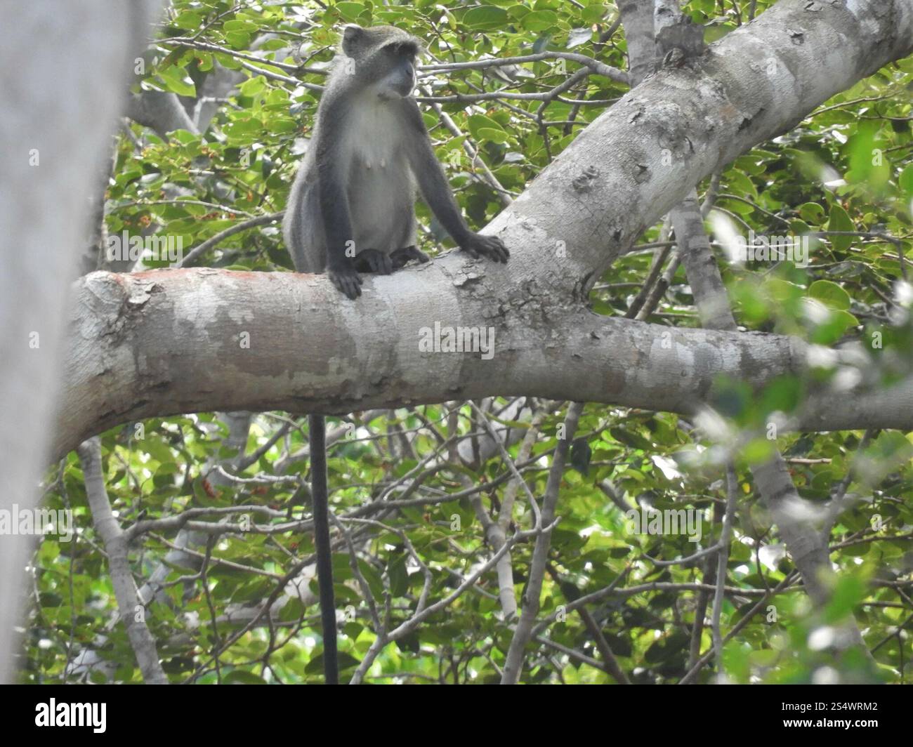 Blue Monkey (Cercopithecus mitis Stock Photo - Alamy