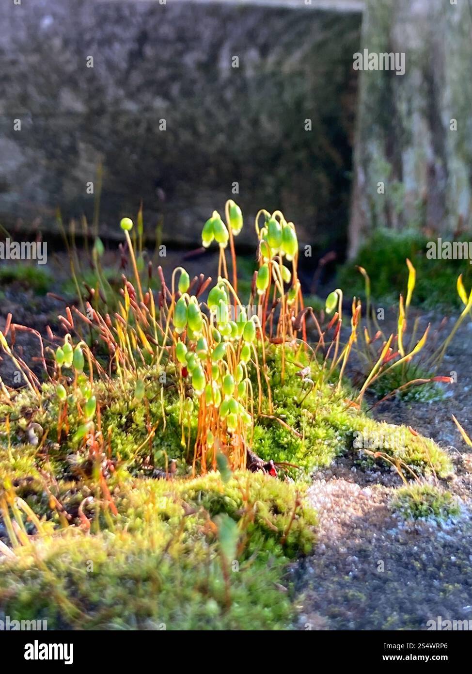 Capillary Thread-moss (Ptychostomum capillare Stock Photo - Alamy