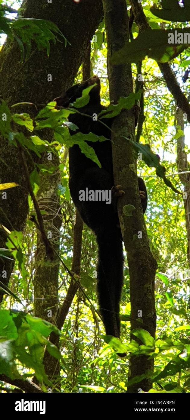 Short-eared Brush-tailed Possum (Trichosurus caninus Stock Photo - Alamy