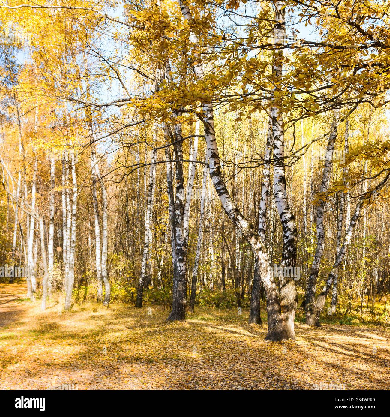 Edge birch tree forest hi-res stock photography and images - Alamy