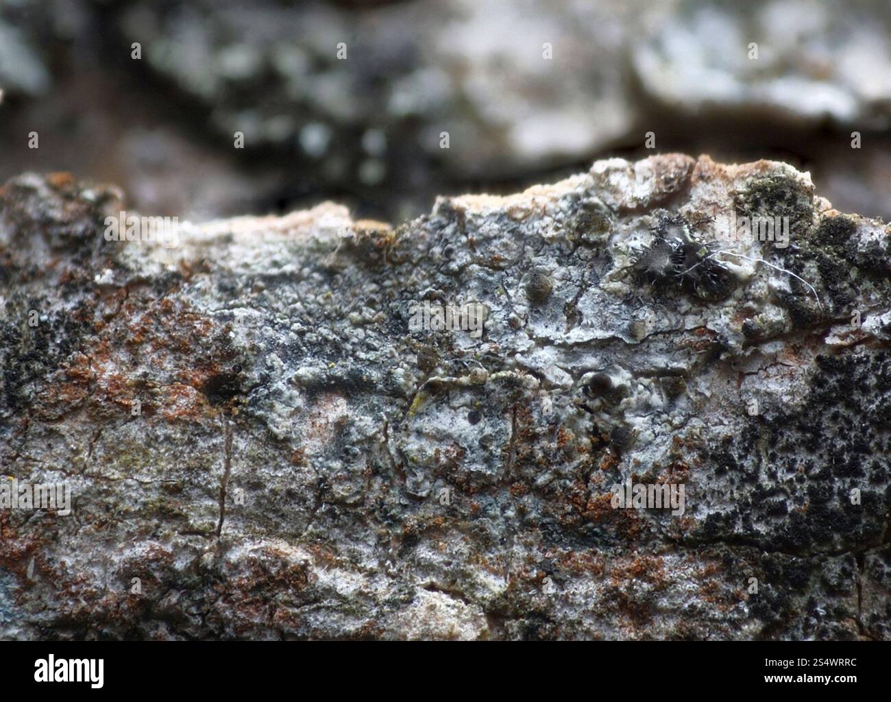 Shadow Dot Lichen (Micarea peliocarpa Stock Photo - Alamy