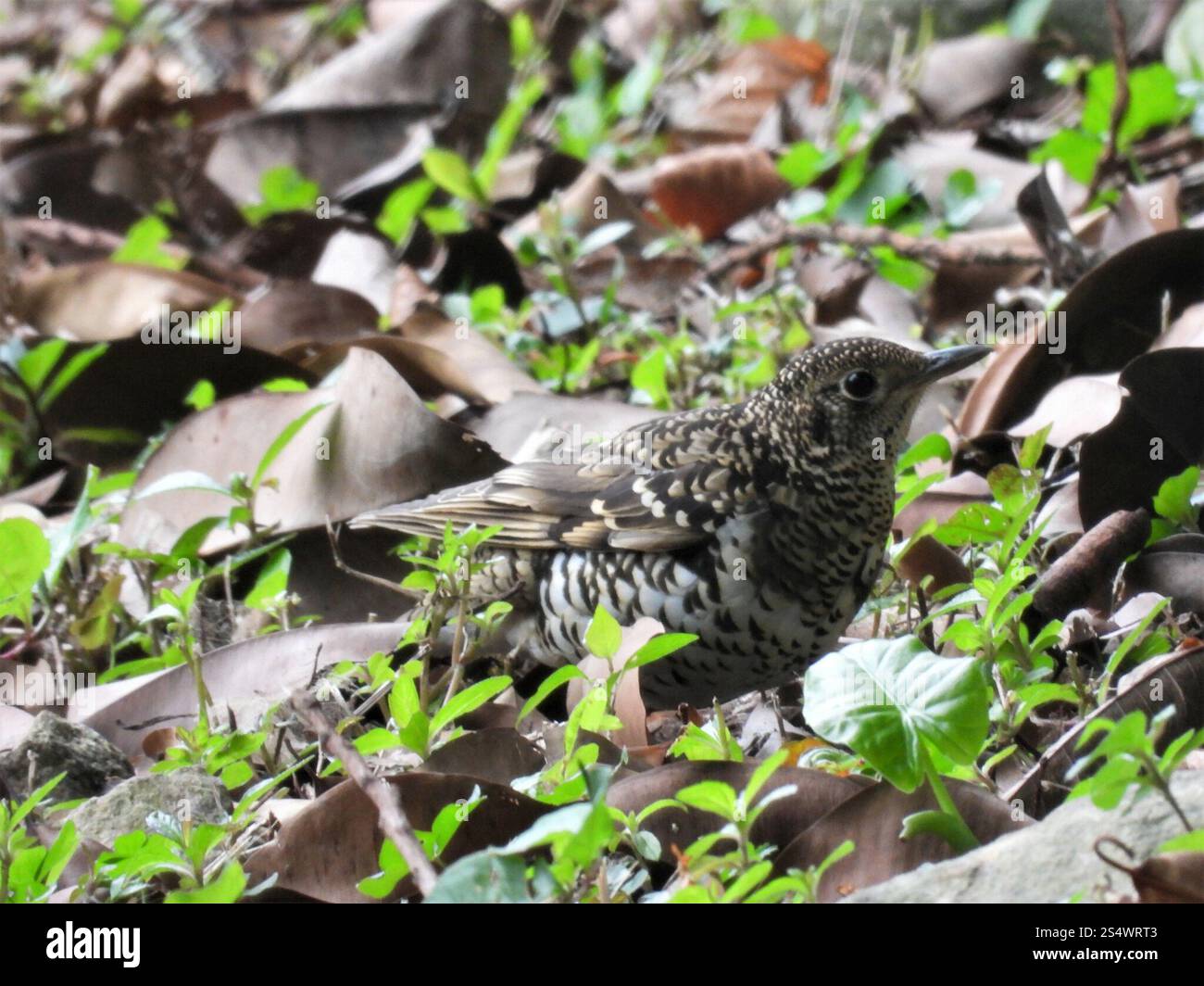White's Thrush (Zoothera aurea Stock Photo - Alamy
