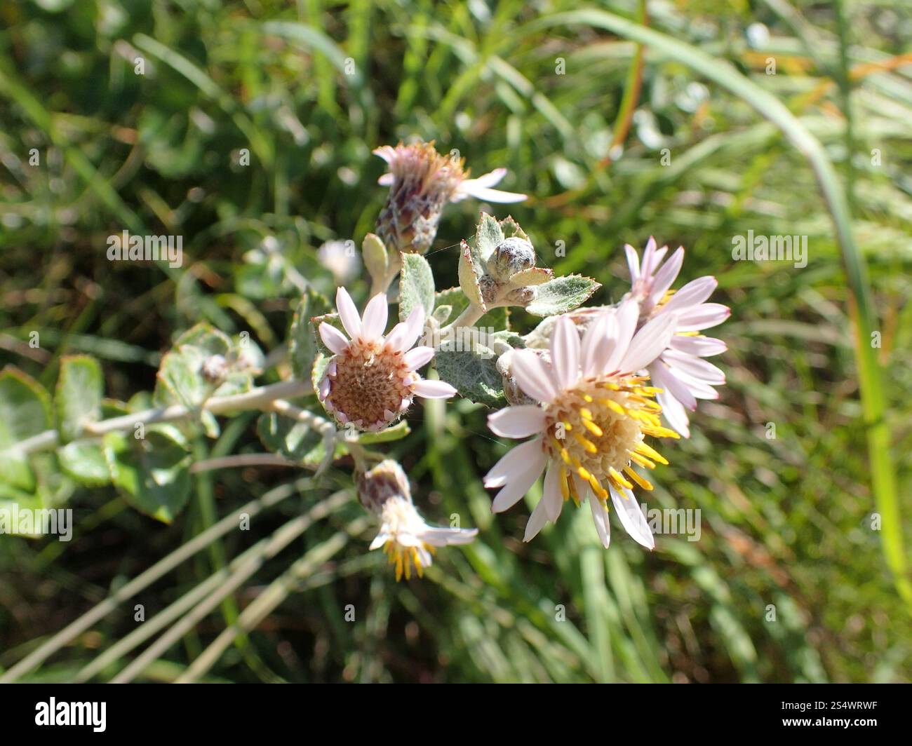 Bushman Tea (Athrixia phylicoides Stock Photo - Alamy