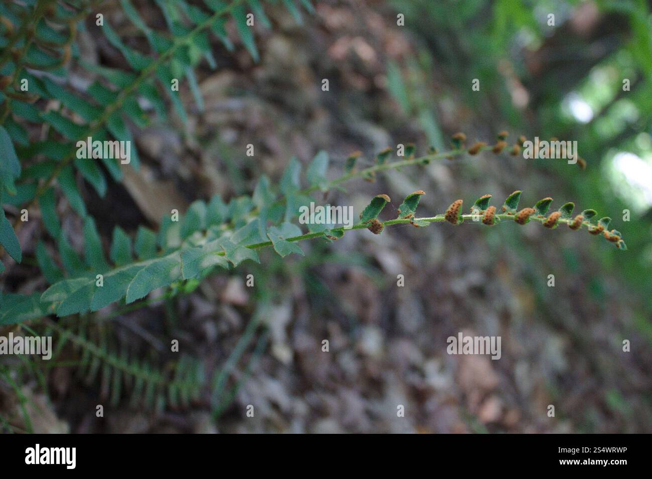 Christmas fern (Polystichum acrostichoides Stock Photo - Alamy
