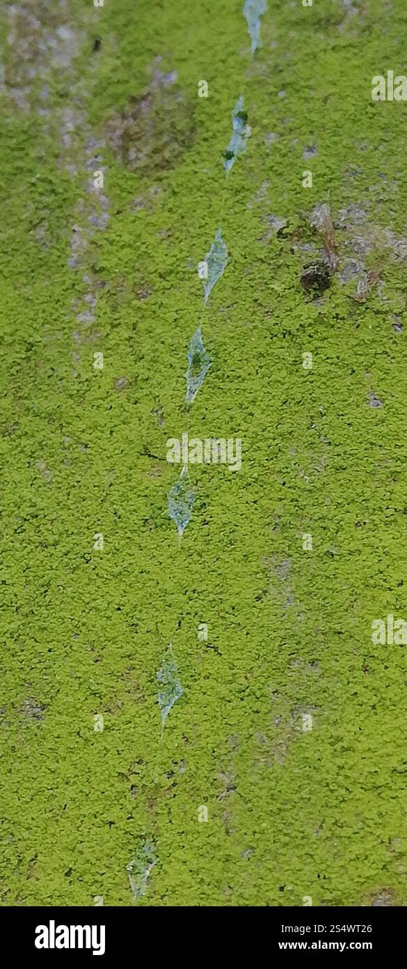 Tree slug (Lehmannia marginata Stock Photo - Alamy