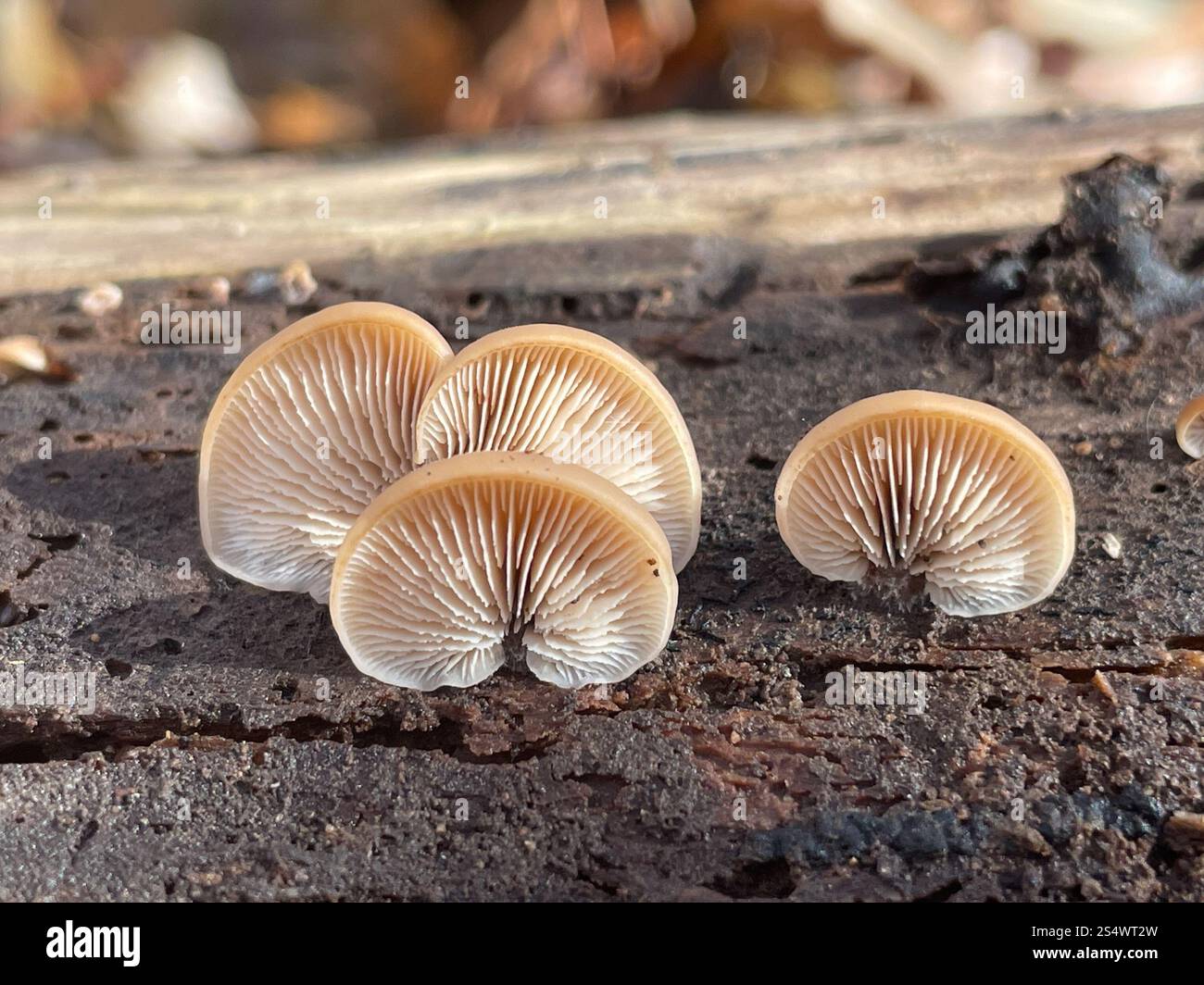 bear lentinus (Lentinellus ursinus Stock Photo - Alamy