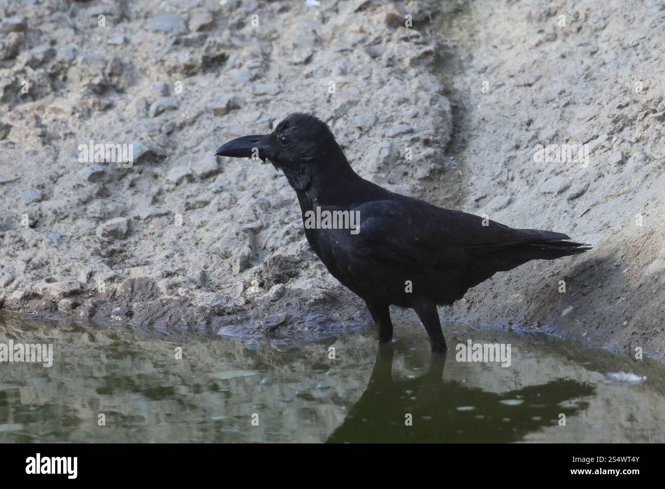 Large-billed Crow (Corvus macrorhynchos Stock Photo - Alamy