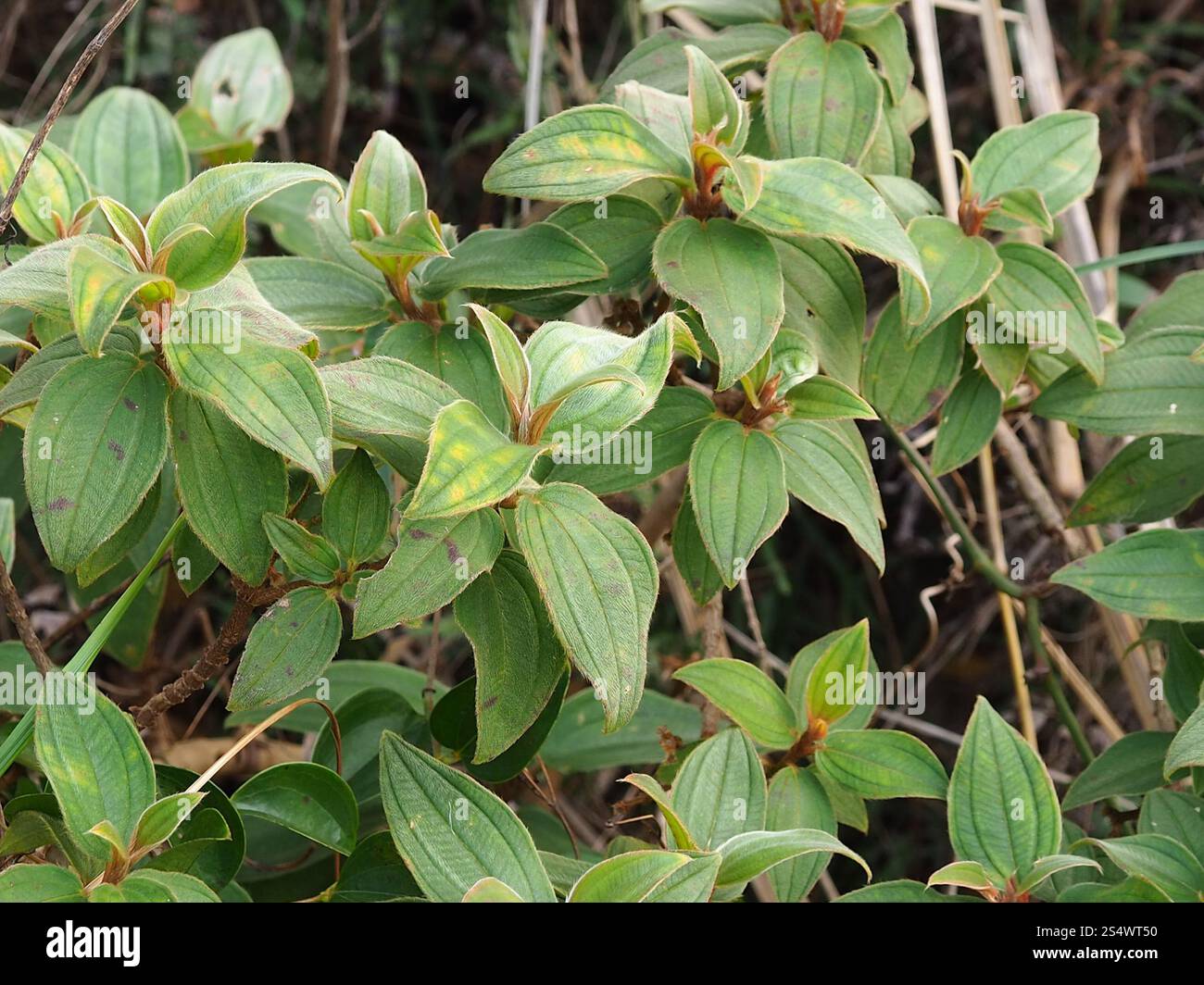 Common Melastoma (Melastoma candidum Stock Photo - Alamy
