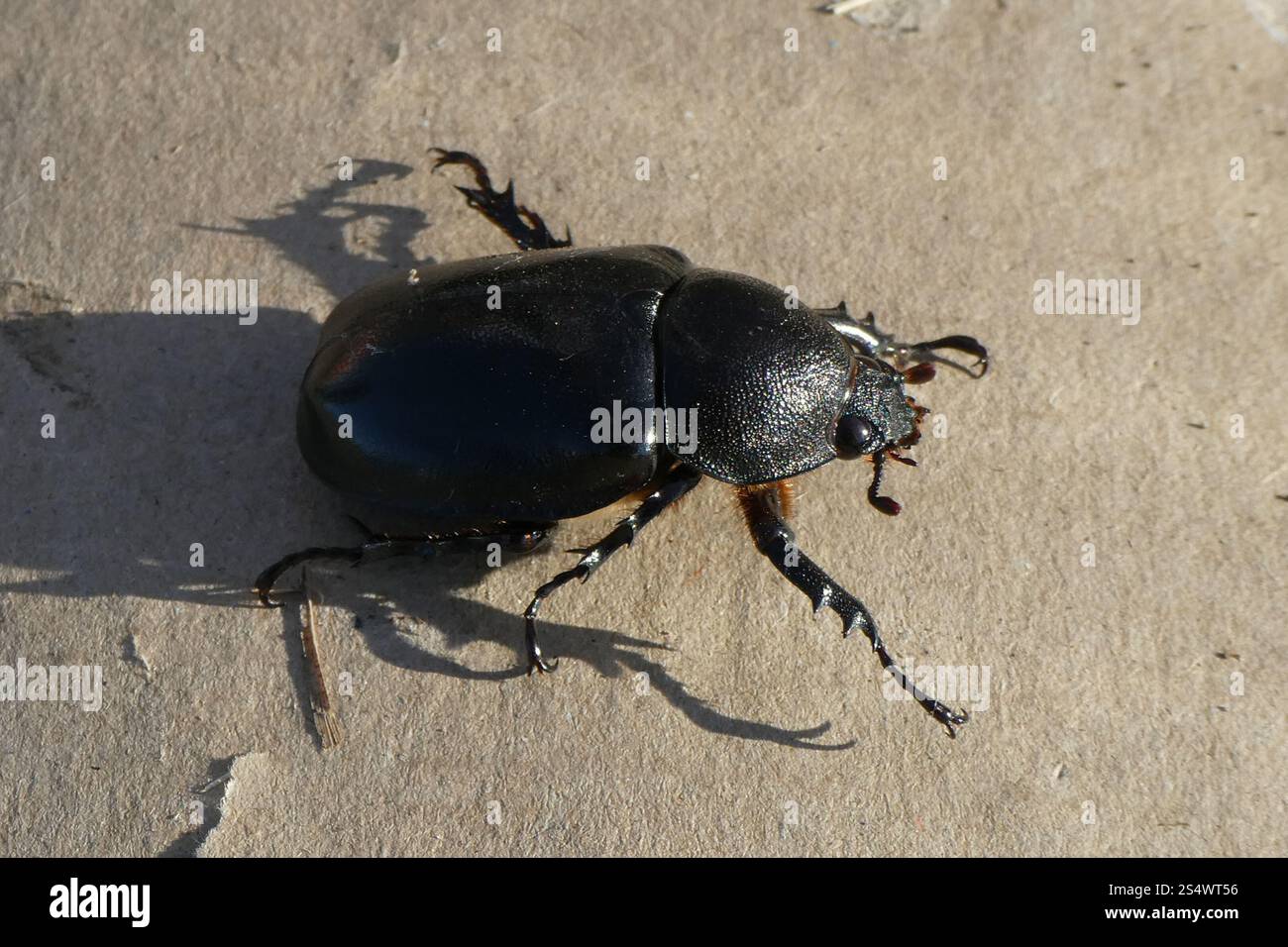 Australian Rhinoceros Beetle (Xylotrupes australicus Stock Photo - Alamy