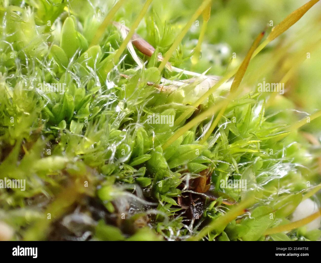 Wall Screw-moss (Tortula muralis Stock Photo - Alamy