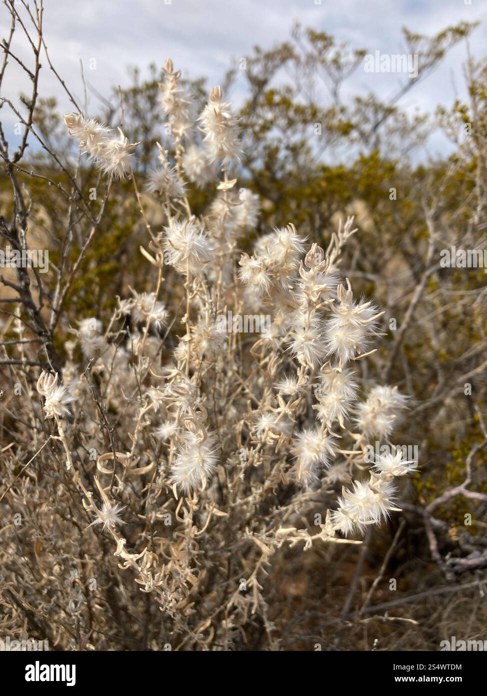 Winterfat (Krascheninnikovia lanata Stock Photo - Alamy