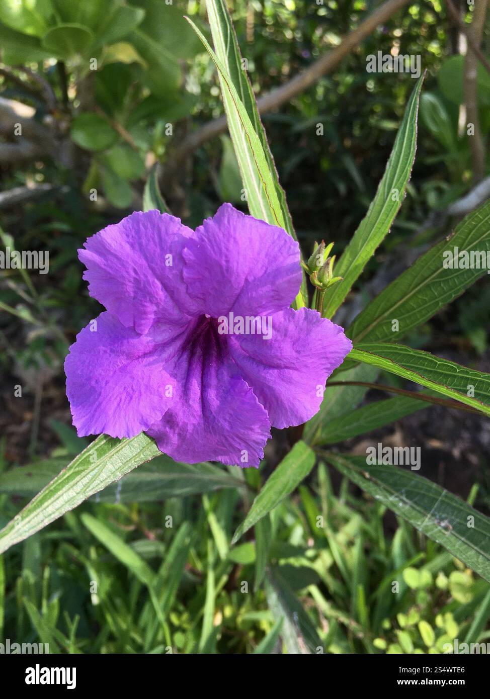 Mexican ruellia (Ruellia simplex Stock Photo - Alamy