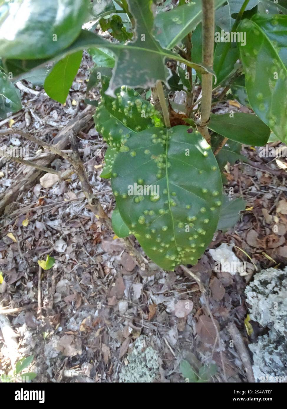 Sea Grape Gall Midge (Ctenodactylomyia watsoni Stock Photo - Alamy