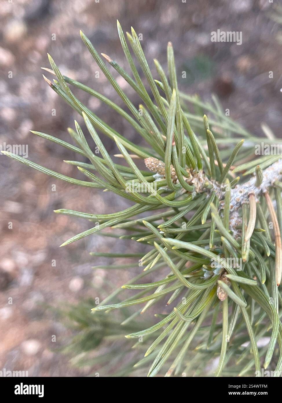 singleleaf pinyon (Pinus monophylla Stock Photo - Alamy