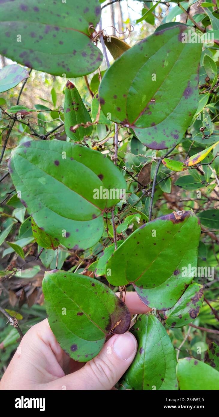 sawbrier (Smilax glauca Stock Photo - Alamy