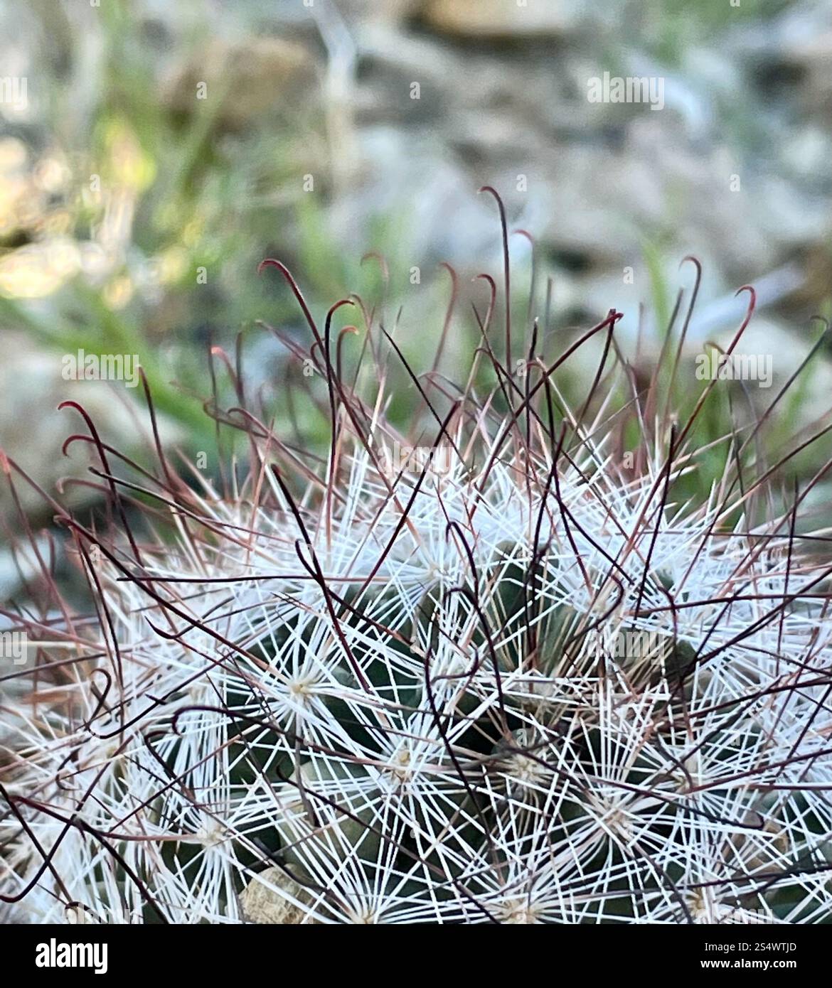 Common Fishhook Cactus (Cochemiea tetrancistra Stock Photo - Alamy