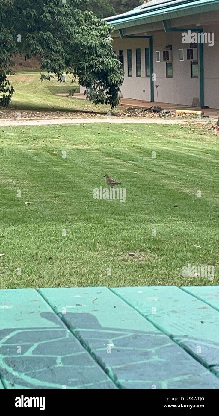 Pacific Golden Plover (Pluvialis fulva Stock Photo - Alamy