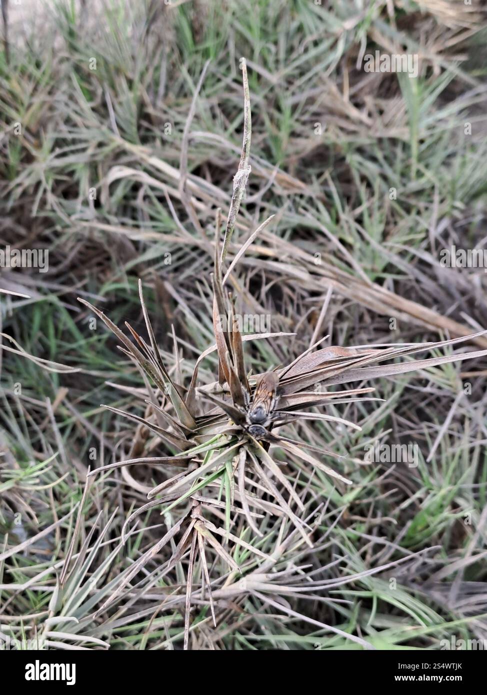 Ants, Bees, Wasps, and Sawflies (Hymenoptera Stock Photo - Alamy