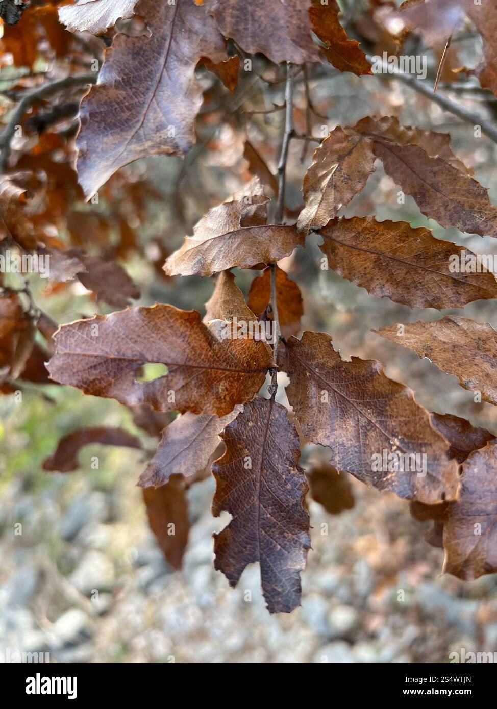 Macedonian Oak (Quercus trojana Stock Photo - Alamy