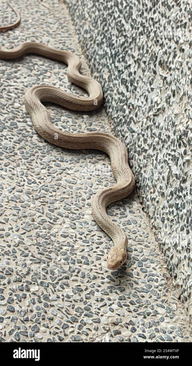 King Ratsnake (Elaphe carinata Stock Photo - Alamy