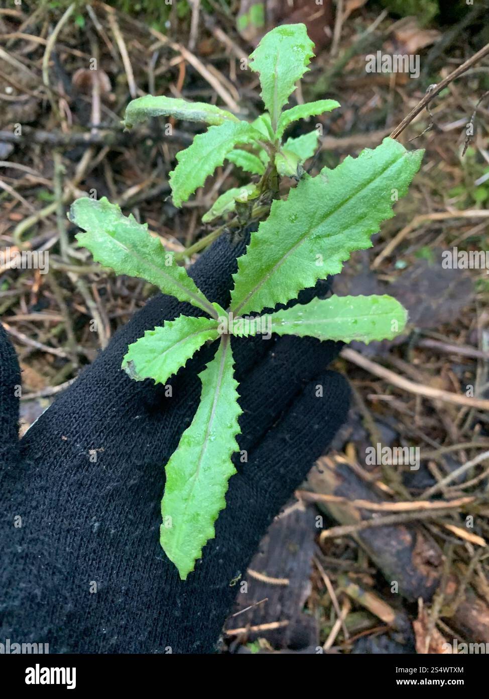 coastal burnweed (Senecio minimus Stock Photo - Alamy