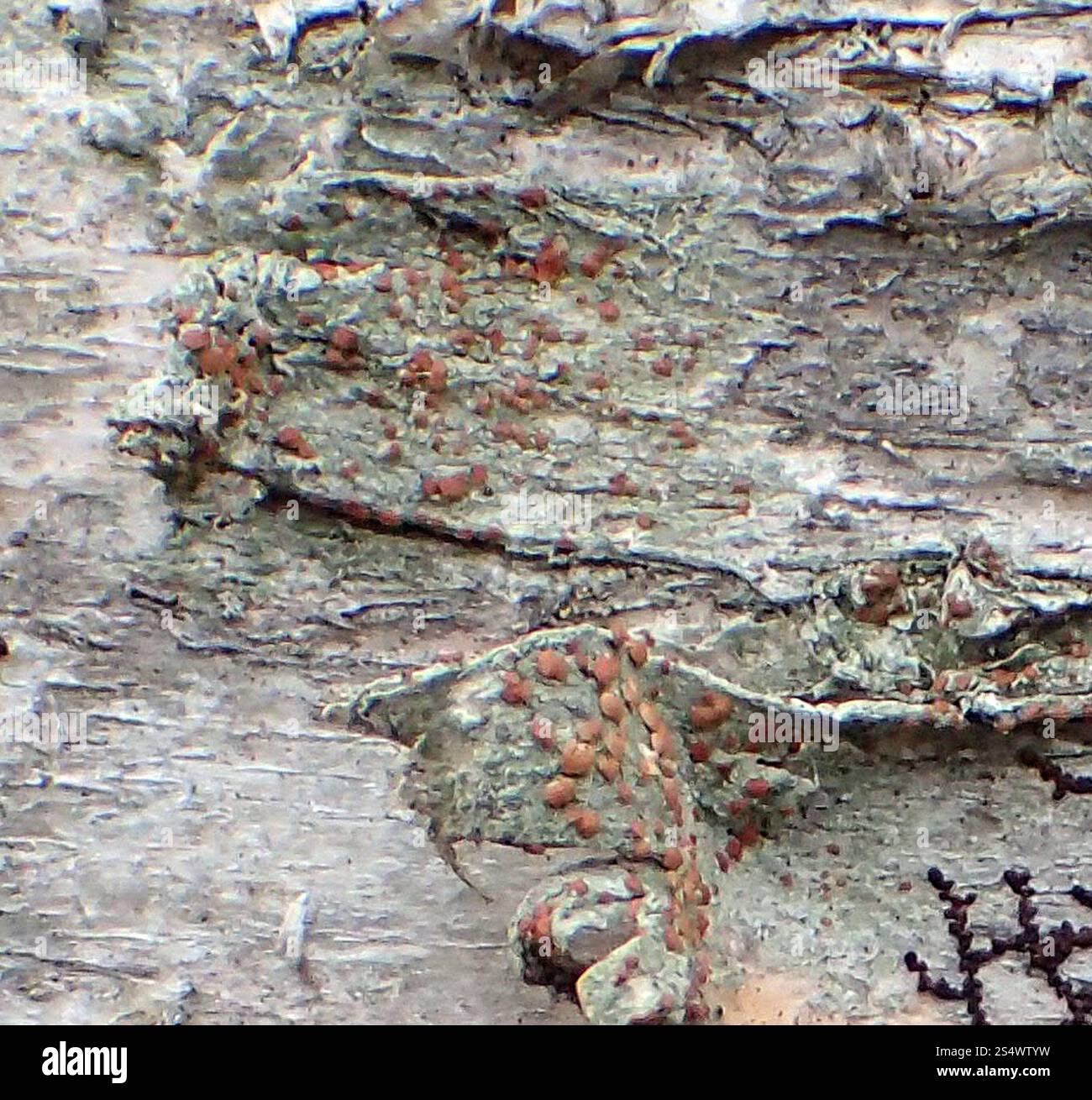 Sulphur Firedot (Gyalolechia flavovirescens Stock Photo - Alamy