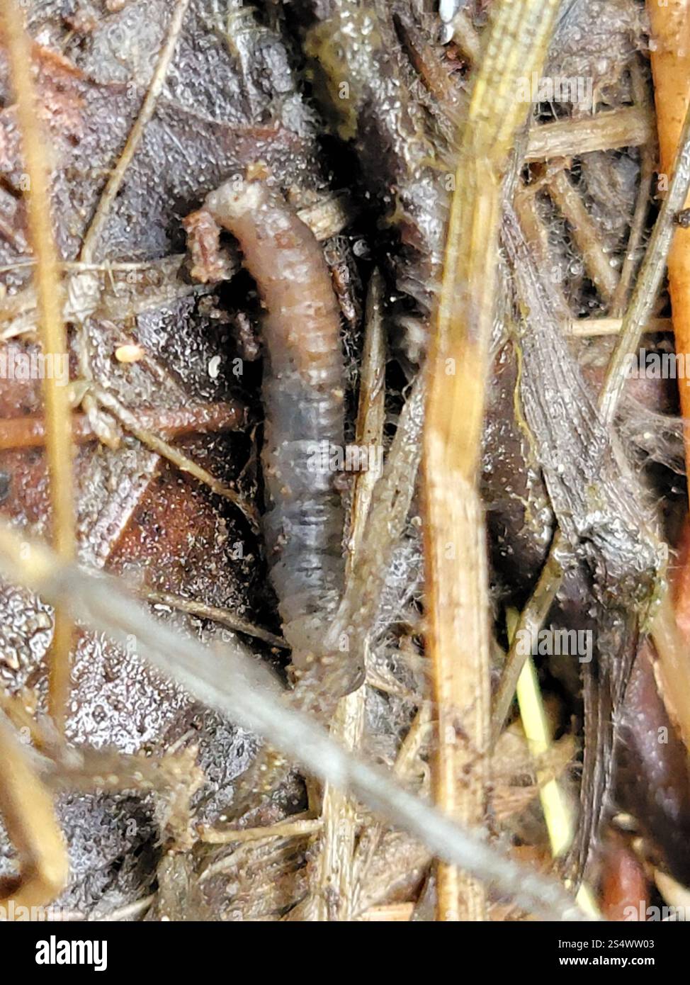 Winged and Once-winged Insects (Pterygota Stock Photo - Alamy