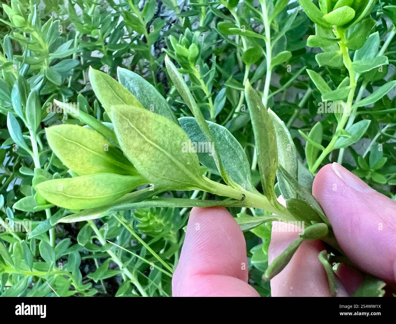 Dune Marsh-elder (Iva imbricata Stock Photo - Alamy