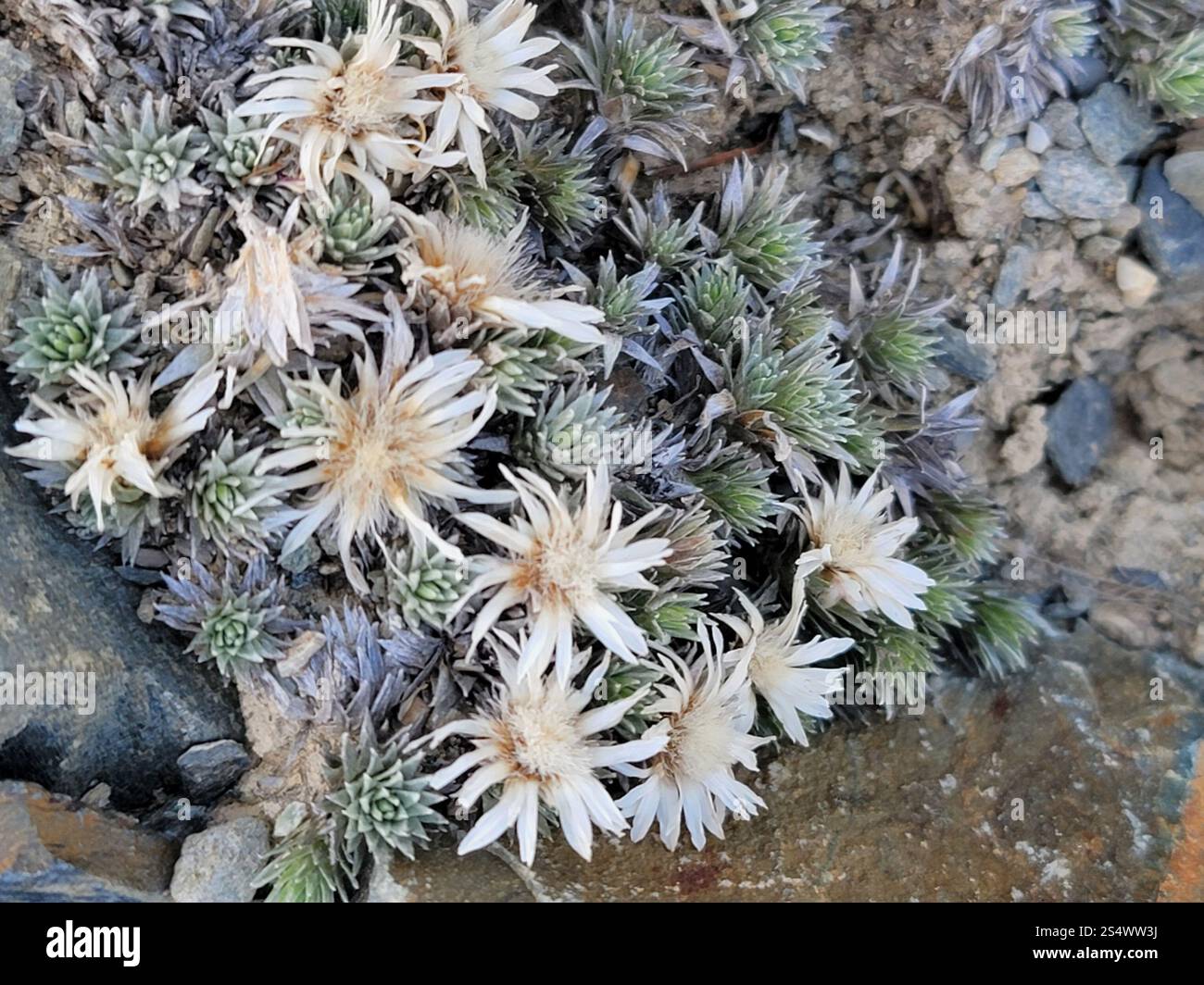 large-flowered mat daisy (Raoulia grandiflora Stock Photo - Alamy