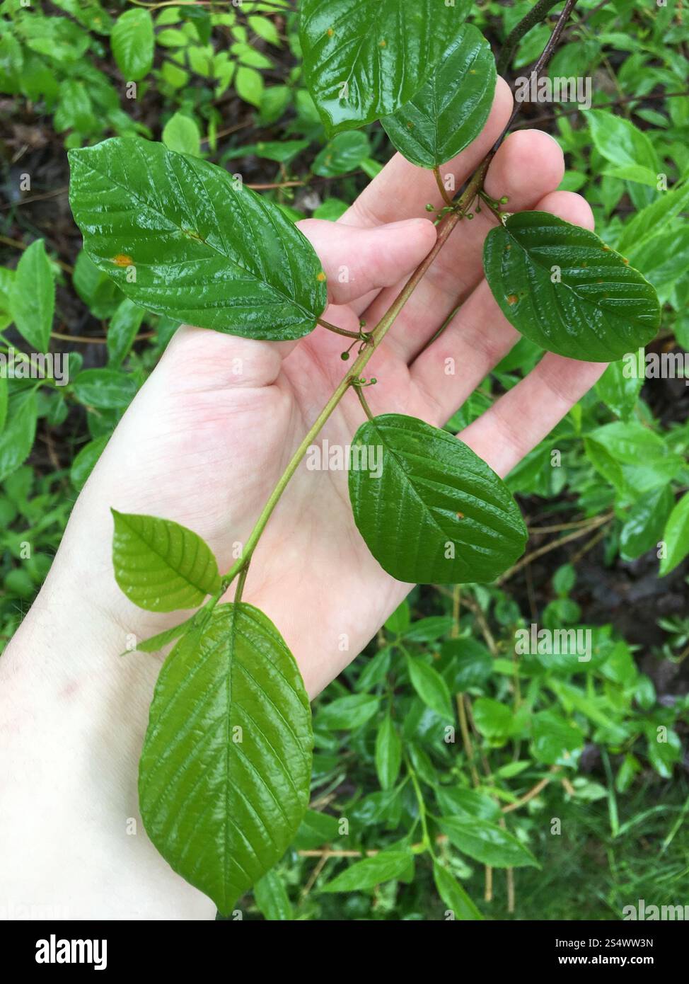 Crown Rust (Puccinia coronata Stock Photo - Alamy