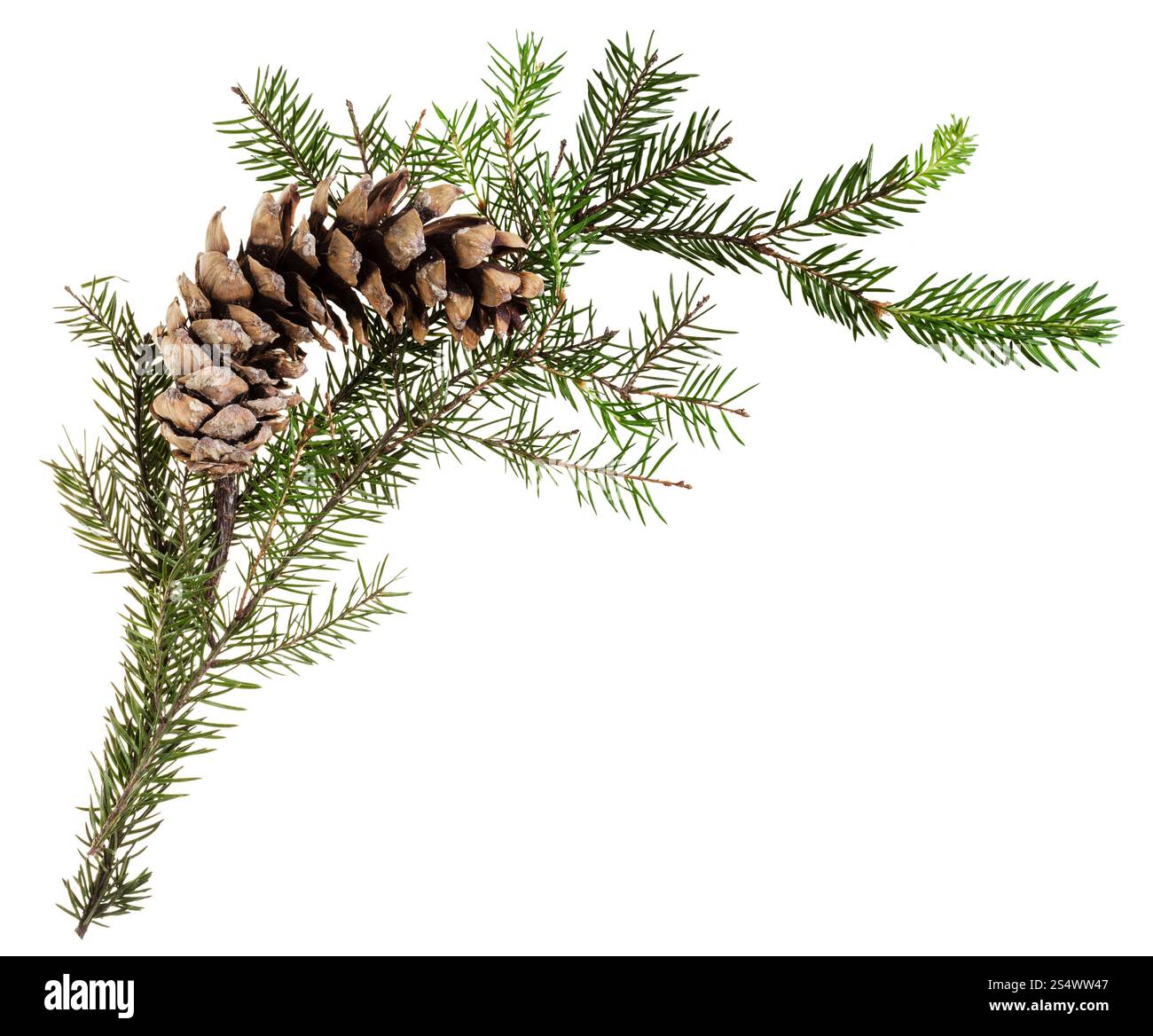 detail of christmas frame - branch of spruce tree with cone on white ...