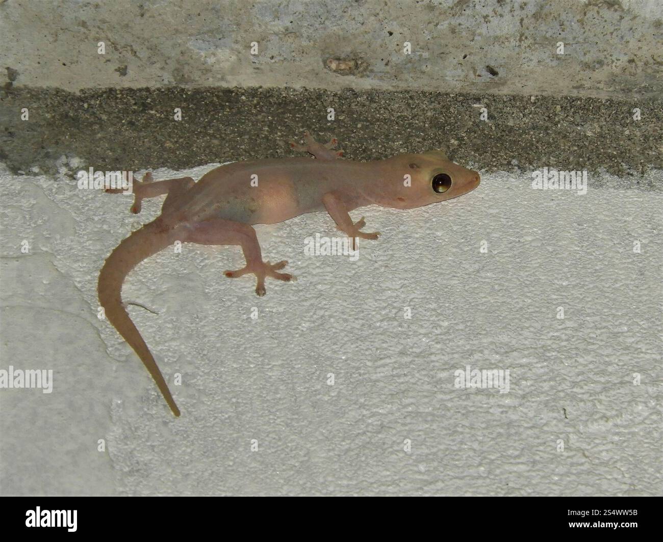Asian House Gecko (Hemidactylus frenatus Stock Photo - Alamy