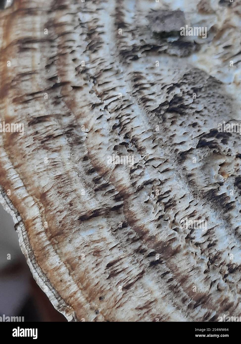 Thin-walled Maze Polypore (Daedaleopsis confragosa Stock Photo - Alamy