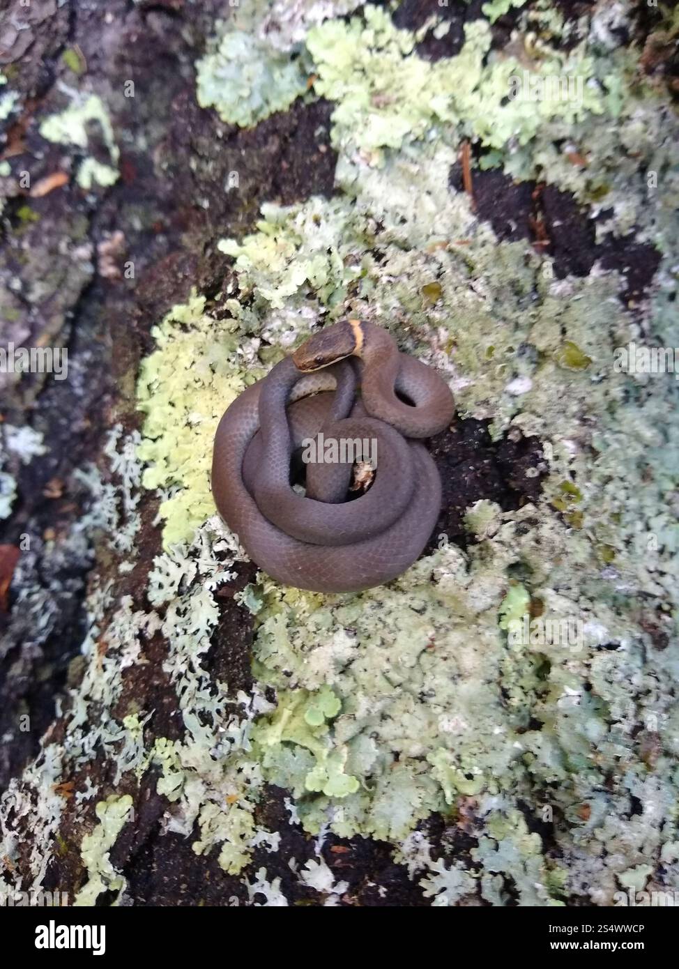 Ring-necked Snake (Diadophis punctatus Stock Photo - Alamy