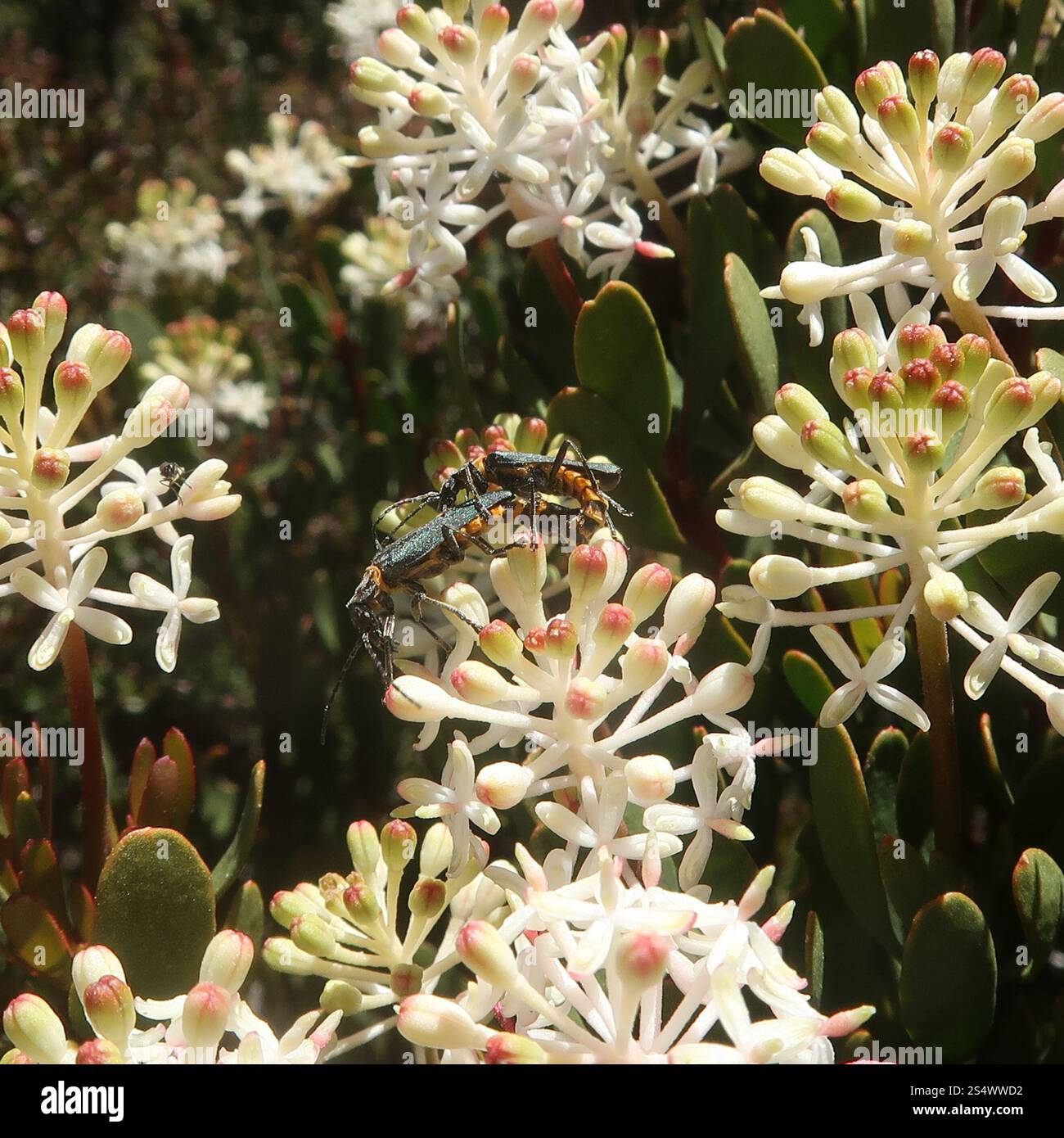 Plague Soldier Beetle (Chauliognathus lugubris Stock Photo - Alamy