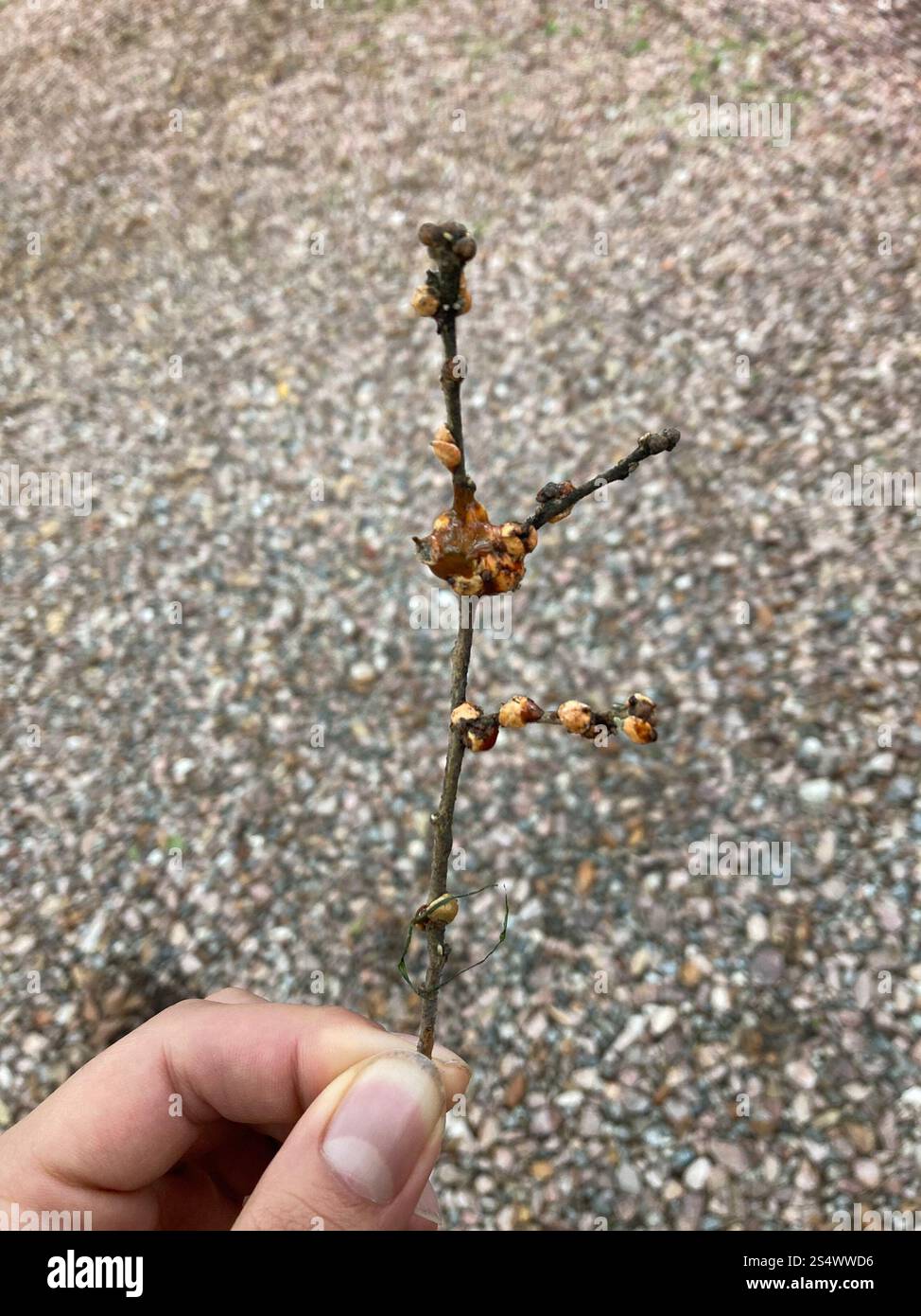 Oak Wax Scale (Cerococcus quercus Stock Photo - Alamy