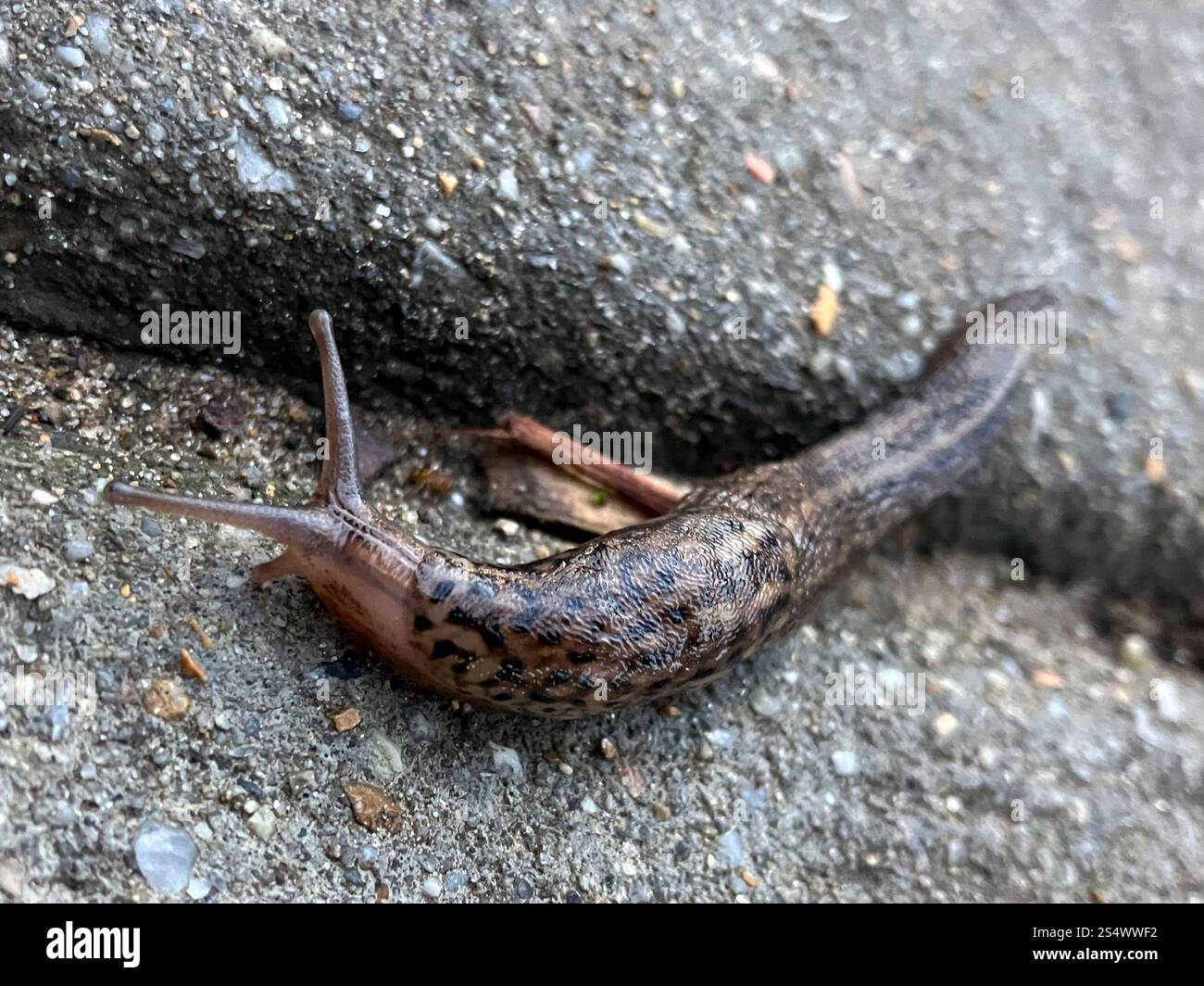 Leopard Slug (Limax maximus Stock Photo - Alamy