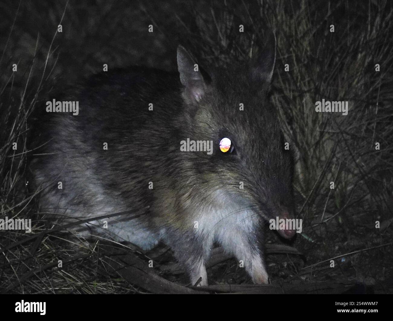 Eastern Barred Bandicoot (Perameles gunnii Stock Photo - Alamy