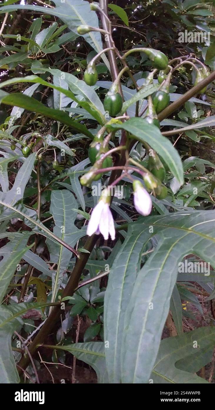 New Zealand nightshade (Solanum aviculare Stock Photo - Alamy