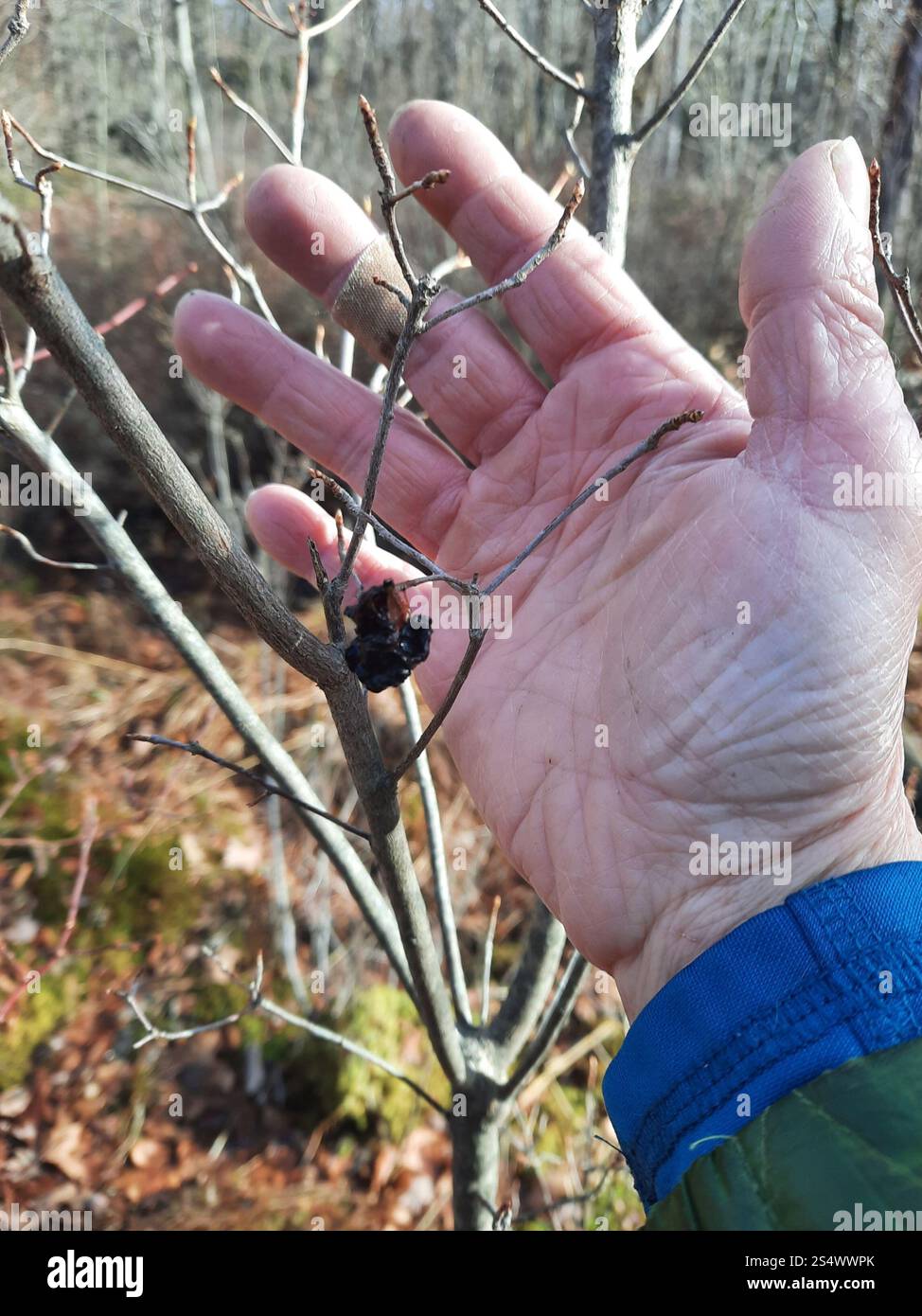 swamp azalea (Rhododendron viscosum Stock Photo - Alamy