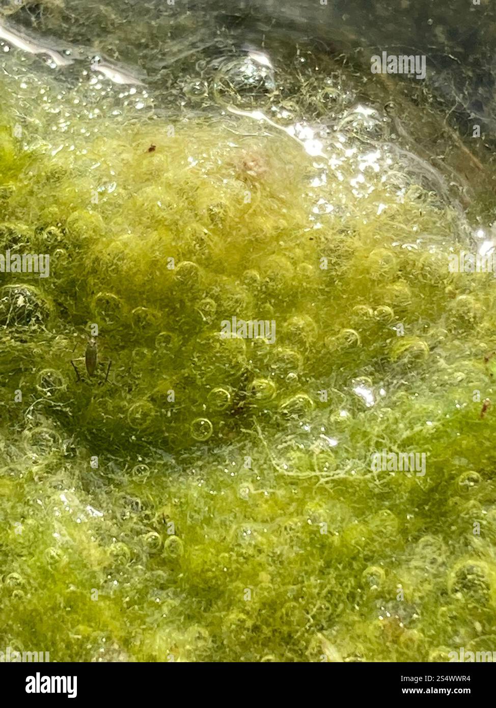 green algae (Chlorophyta Stock Photo - Alamy