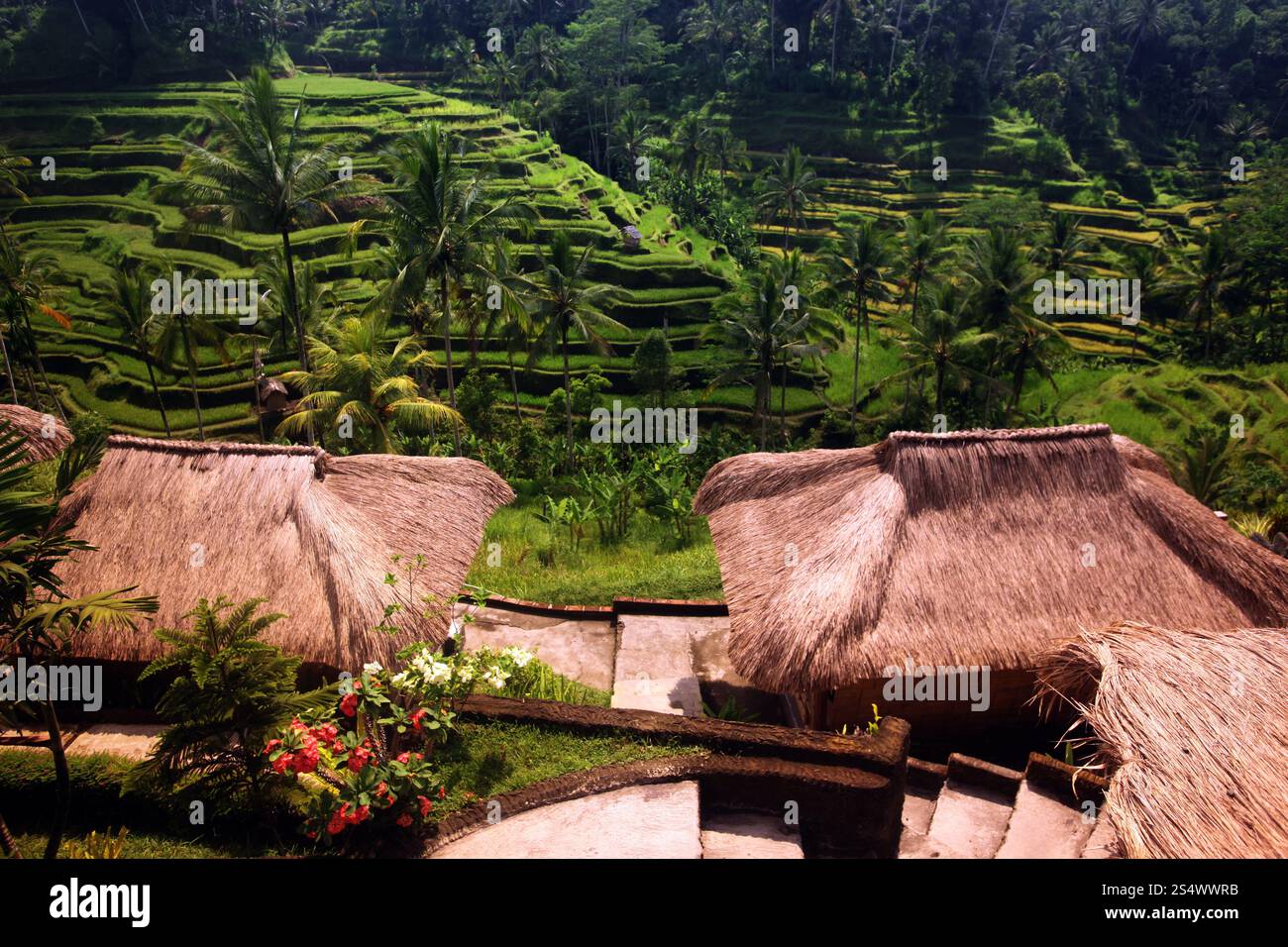 the landscape of the ricefields and rice terrace neat Tegallalang near ...