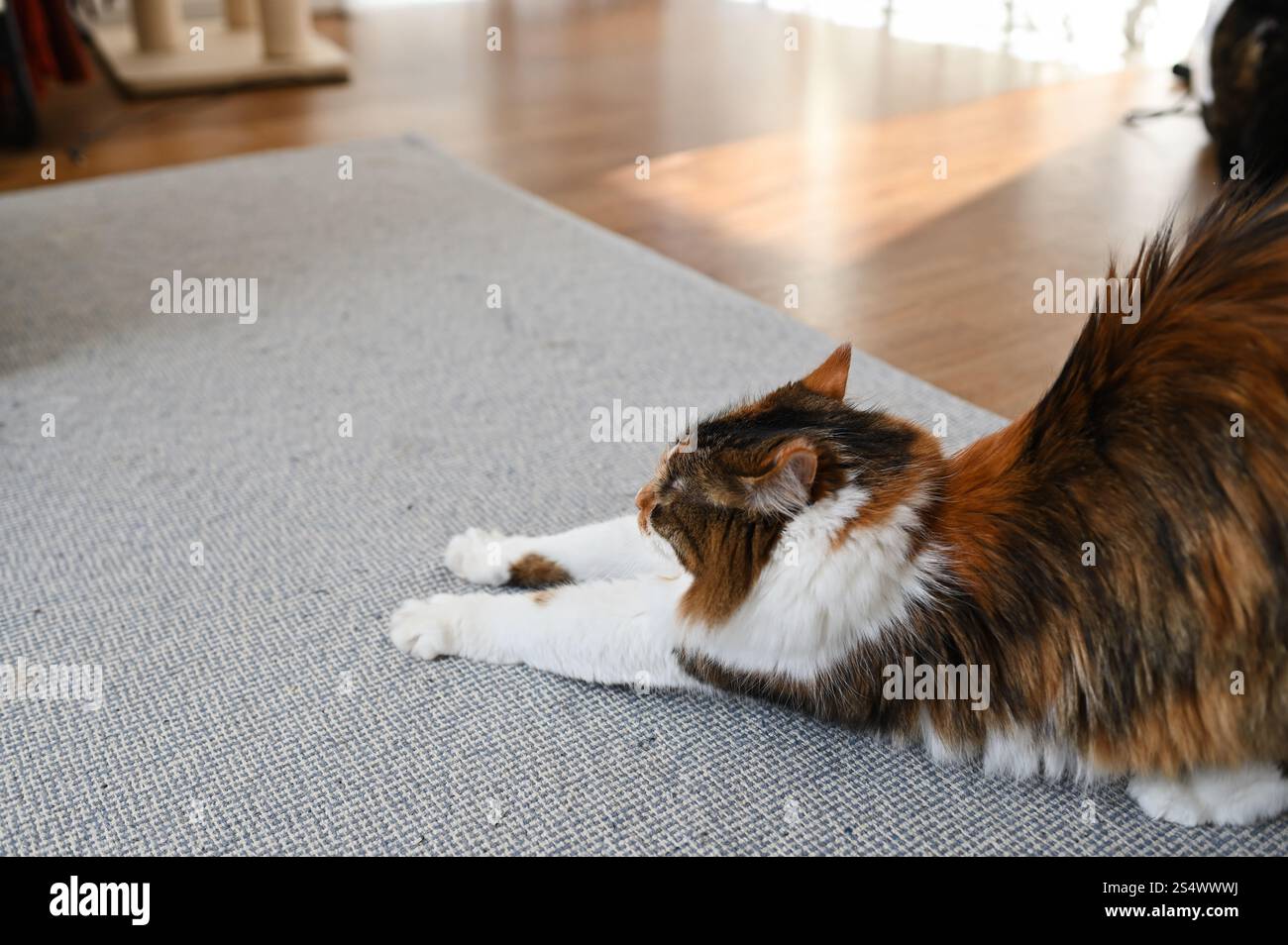Close up cat stretching on hi-res stock photography and images - Alamy