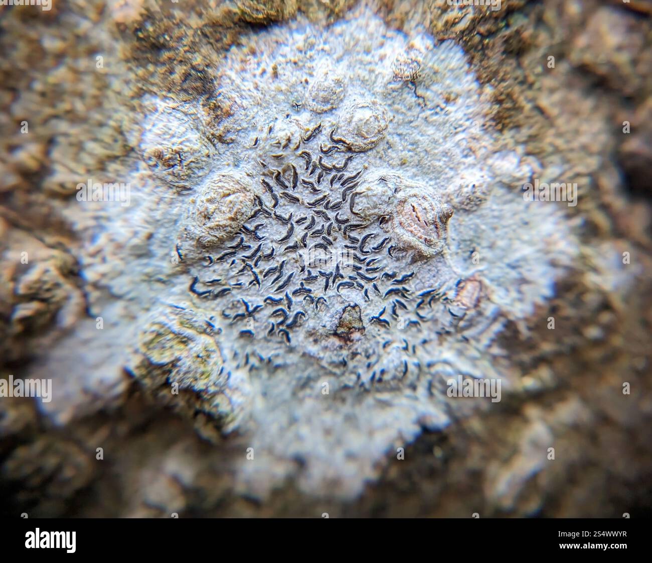 Common Script Lichen (Graphis scripta Stock Photo - Alamy