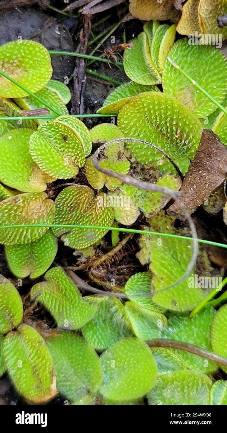water spangles (Salvinia minima Stock Photo - Alamy
