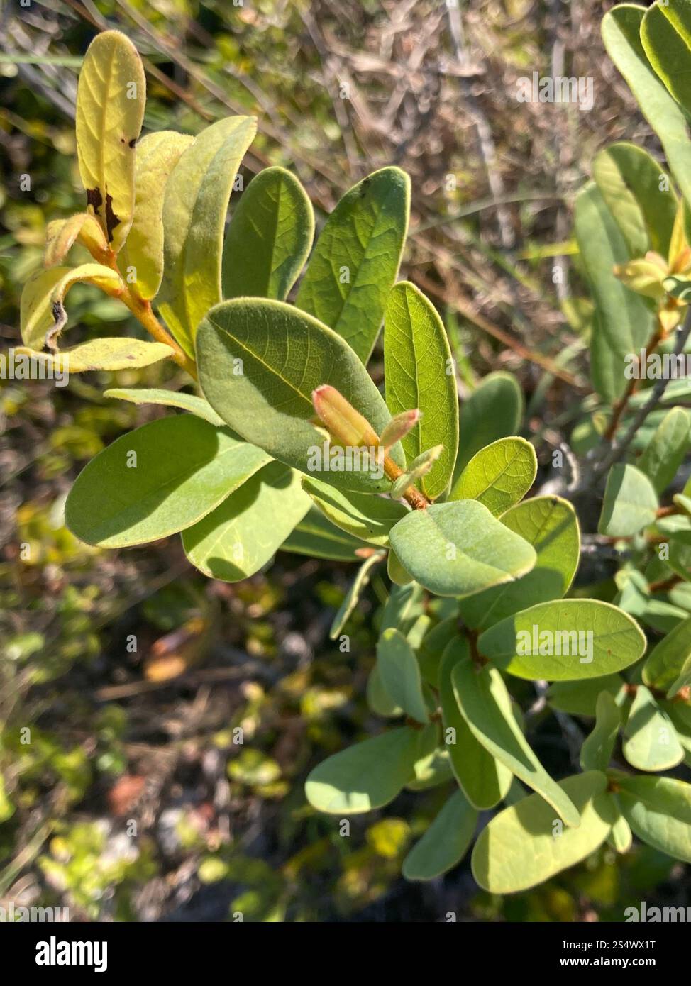 netted pawpaw (Asimina reticulata Stock Photo - Alamy